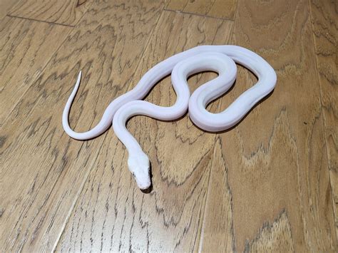 Super Phantom Reticulated Python By Lowcountry Retic Morphmarket