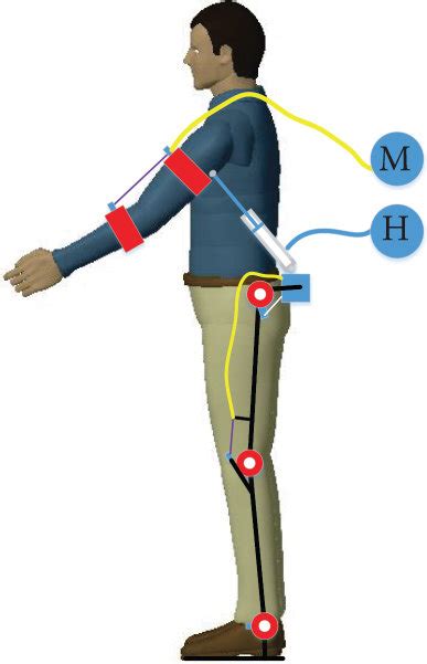 The Process Of Lifting A Load A Initial State B Squatting State