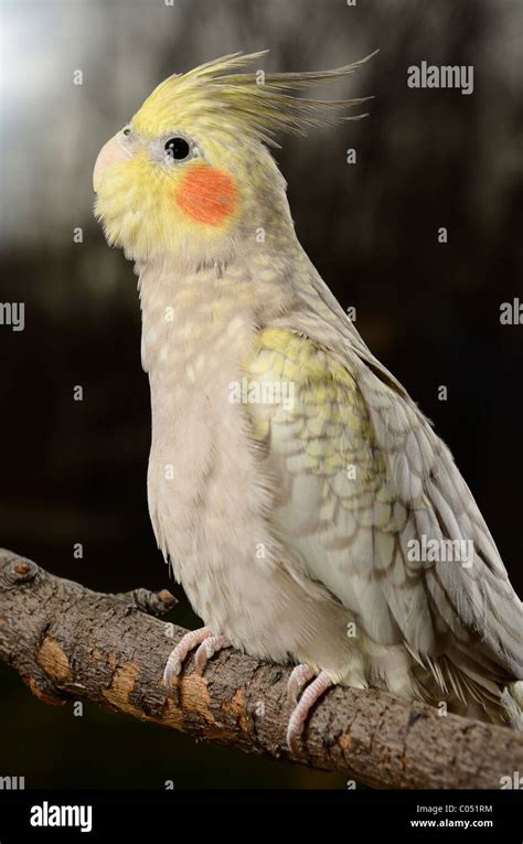 Pearl Cockatiel