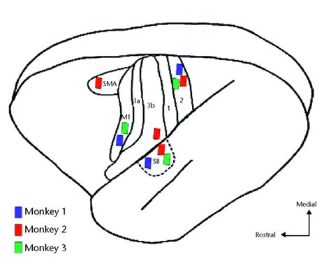 Simultaneous Encoding Of Tactile Information By Three Primate Cortical Areas Nature Neuroscience