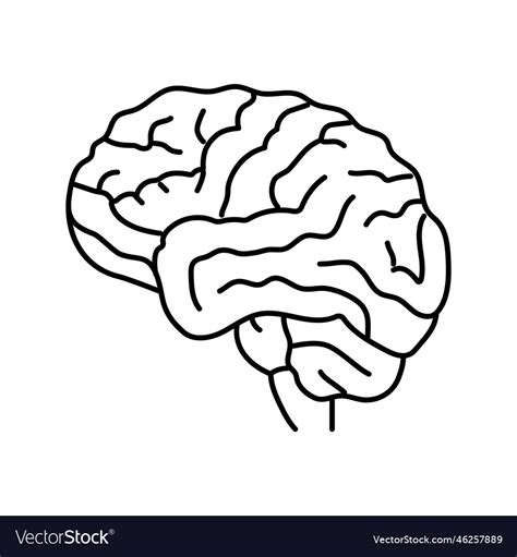 Human Brain Line Icon Royalty Free Vector Image