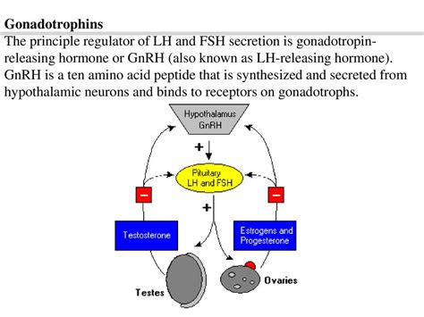 The Endocrine System Ppt Download