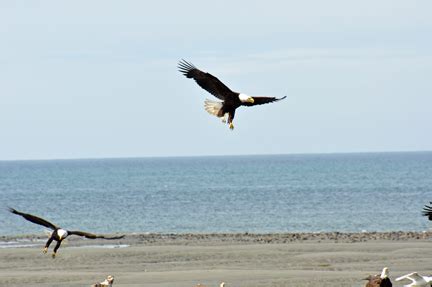Anchor Point Alaska With Lots Of Bald Eagles