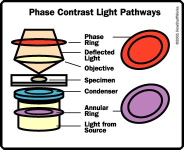 Types Of Microscopy How Light Microscopes Work HowStuffWorks