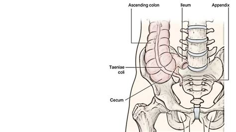 Caecum Appendix Inferior Mesenteric Arterypptx