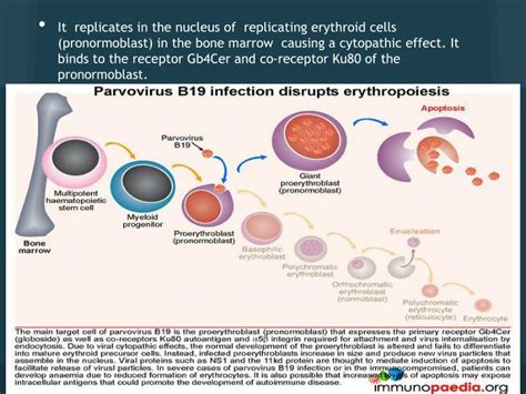 PPT Parvovirus PowerPoint Presentation ID
