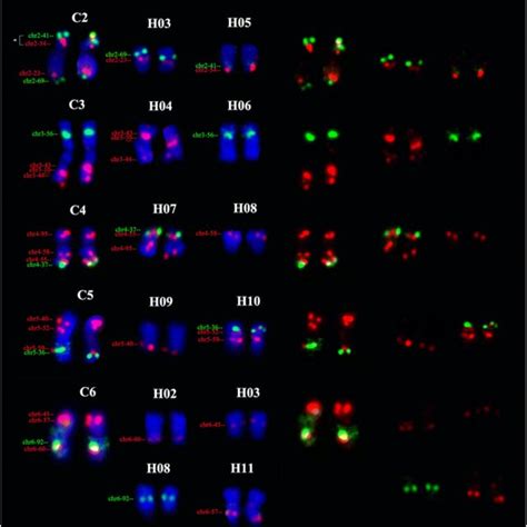 Karyotype Of Mitotic Metaphase Chromosomes Of Cucumis Hystrix H01~h12 Download Scientific