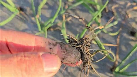 황금알농법 함양 양파 양파재배 양파노균병 양파무름병 양파동해방지 양파추비 Youtube