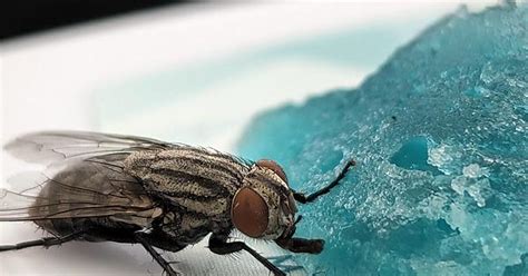 I Gave A Fly An Edible 15min Later It Was Flying In Circles And I Could Pick It Up Without