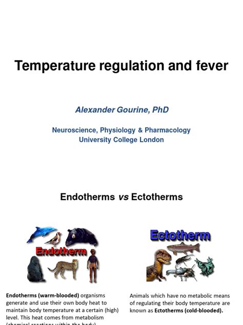 Thermoregulation Pdf Heat Transfer Thermoregulation