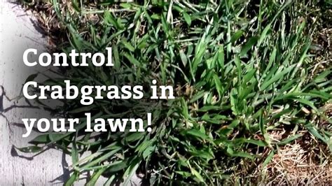 How To Get Rid Of Crabgrass In Your Lawn Lawn Care Tips Youtube