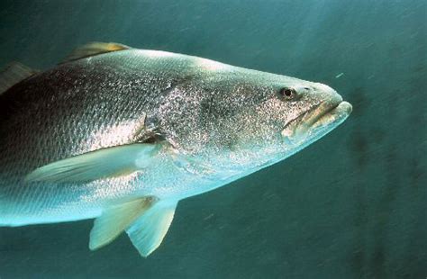 On The Brink Of Extinction Saving The Totoaba In The Sea Of Cortez