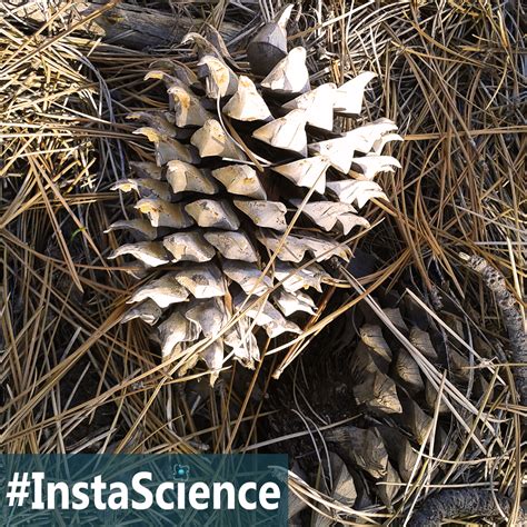 Cones InstaScience InstaScience At Elemental Blogging