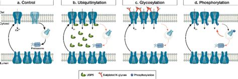summary of the post translational modifications implicated in the