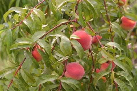 Fruits Peach Learn About Peach Peach Lessons Peach Printables Peach Worksheets Peach