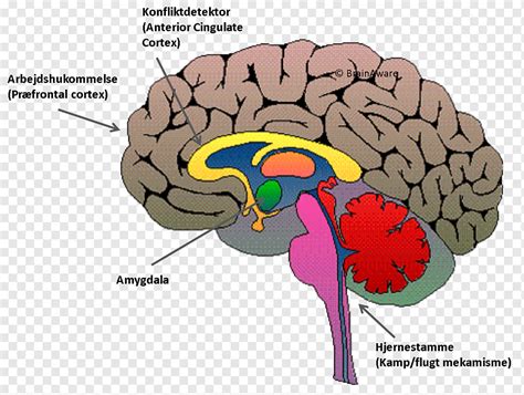 orbitofrontal cortex and prefrontal