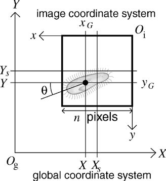 Relationship Between Two Coordinate Systems Download Scientific Diagram