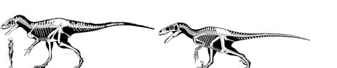 Yutyrannus And Utahraptorscott Hartman Rpaleontology