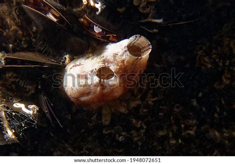 3 Imágenes Fotos De Stock Objetos En 3d Y Vectores Sobre Styela Plicata Shutterstock