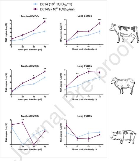 Figure 3 From Sars Cov 2 Replicates In Respiratory Ex Vivo Organ Cultures Of Domestic Ruminant