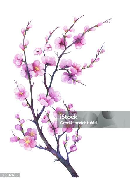 핑크 꽃 일본 사쿠라 꽃과 동양 벚꽃 분기 합니다 사과 나무 꽃입니다 수채화 손으로 그린 그림을 흰색 배경에 고립 된 그림 벚꽃에 대한 스톡 벡터 아트 및 기타 이미지