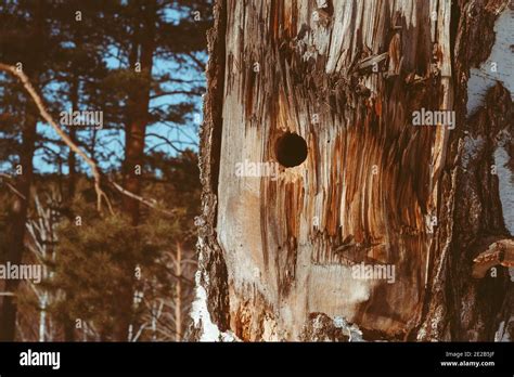 Bird Nest In Hollow Tree Trunk Stock Photo Alamy