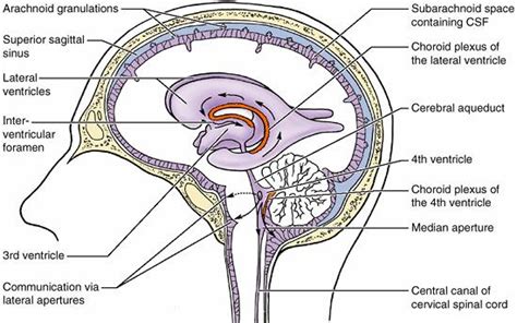 Abc Radiology Blog Brain Ventricular System