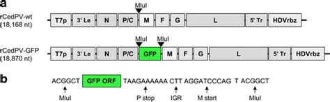 Schematic Representation Of The Recombinant Viral Genomes A Cloned