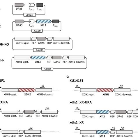 Schematic Representation Of The Plasmids Used And Generated In This Download Scientific Diagram