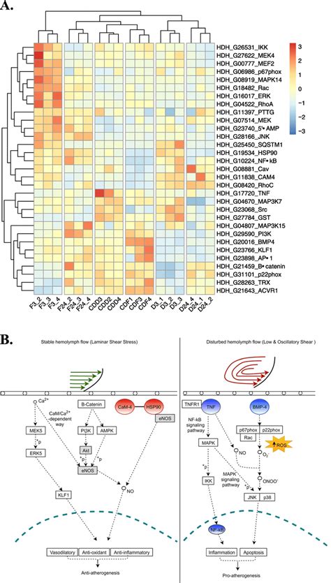 A Heat Map Showing The Expression Pattern Of Some Genes Involved In The