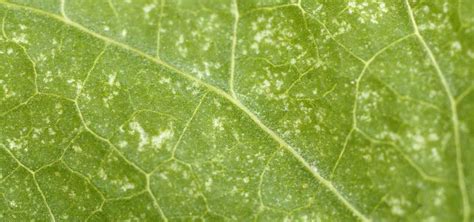 Spider Mites Suck Plants Dry Lam Tree Service