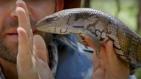 Blue Tongue Skink Vs Bearded Dragon What Are The Differences