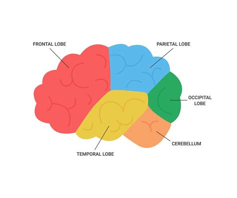 Occipital Lobe Of Human Brain Anatomy Side View Flat Vector Porn Sex