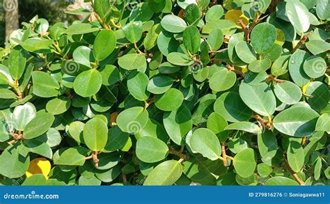 The Green Leafy Part Of The Ficus Triangularis Decorative Plant Stock