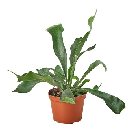 Staghorn Fern 6 Pot Indoor Houseplant Easy Care Live Plant For