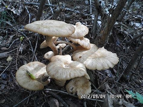 여름 야생식용버섯산행 참나무버섯 클쿠버섯 개암버섯 뽕나무버섯 네이버 블로그