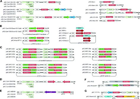 Schematic Diagrams Of Pnc Vectors Pnc Vectors For A Ectopic Gene Download Scientific Diagram