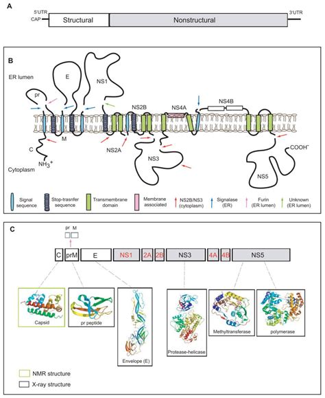 Structural Proteomics Of Dengue Virus Pmc
