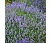 Lavandula X Intermedia Grosso Preisvergleich Bei Idealode
