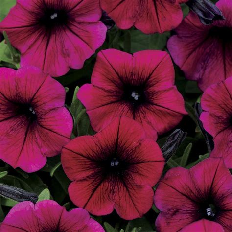 Shock Wave® Deep Purple Petunia Seeds | Purple petunias, Petunia flower ...