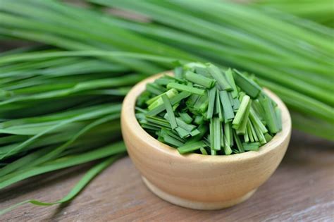 Garlic Chives Growing And Harvesting Plantura