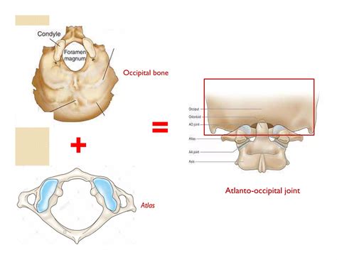 Atlanto Occipital And Atlanto Axial Joint Pdf