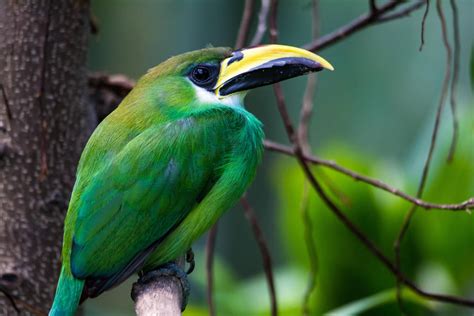 Emerald Toucanet