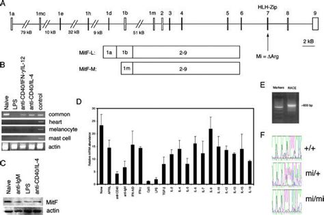expression characteristics of lymphoid mitf mitf l a genomic
