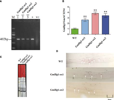 Identification Of Gmhg1 Ox Transgenic Soybeans A Gel Image Of Pcr Download Scientific