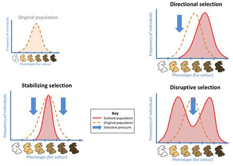 Bio 10 3 Gene Pools And Speciation Hl Flashcards Quizlet