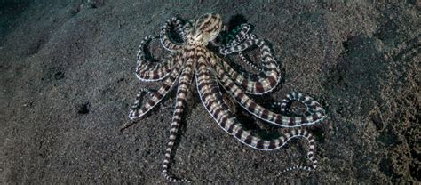 Mimic Octopus Transformation