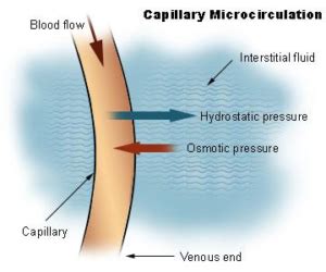 Osmotic Pressure Definition Equations Types Importance Examples Biology Notes Online