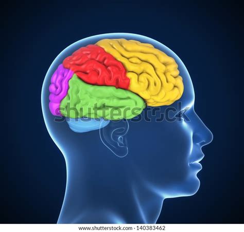 Human Brain 3d Illustration Stock Illustration 140383462