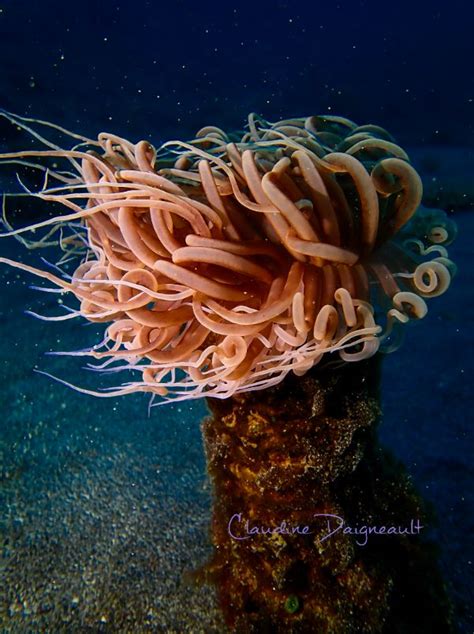 Firework Anemone